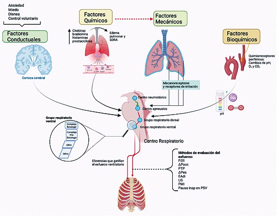 Quimiorreceptores Perifericos OS QUIMIORRECEPTORES CENTRAIS A